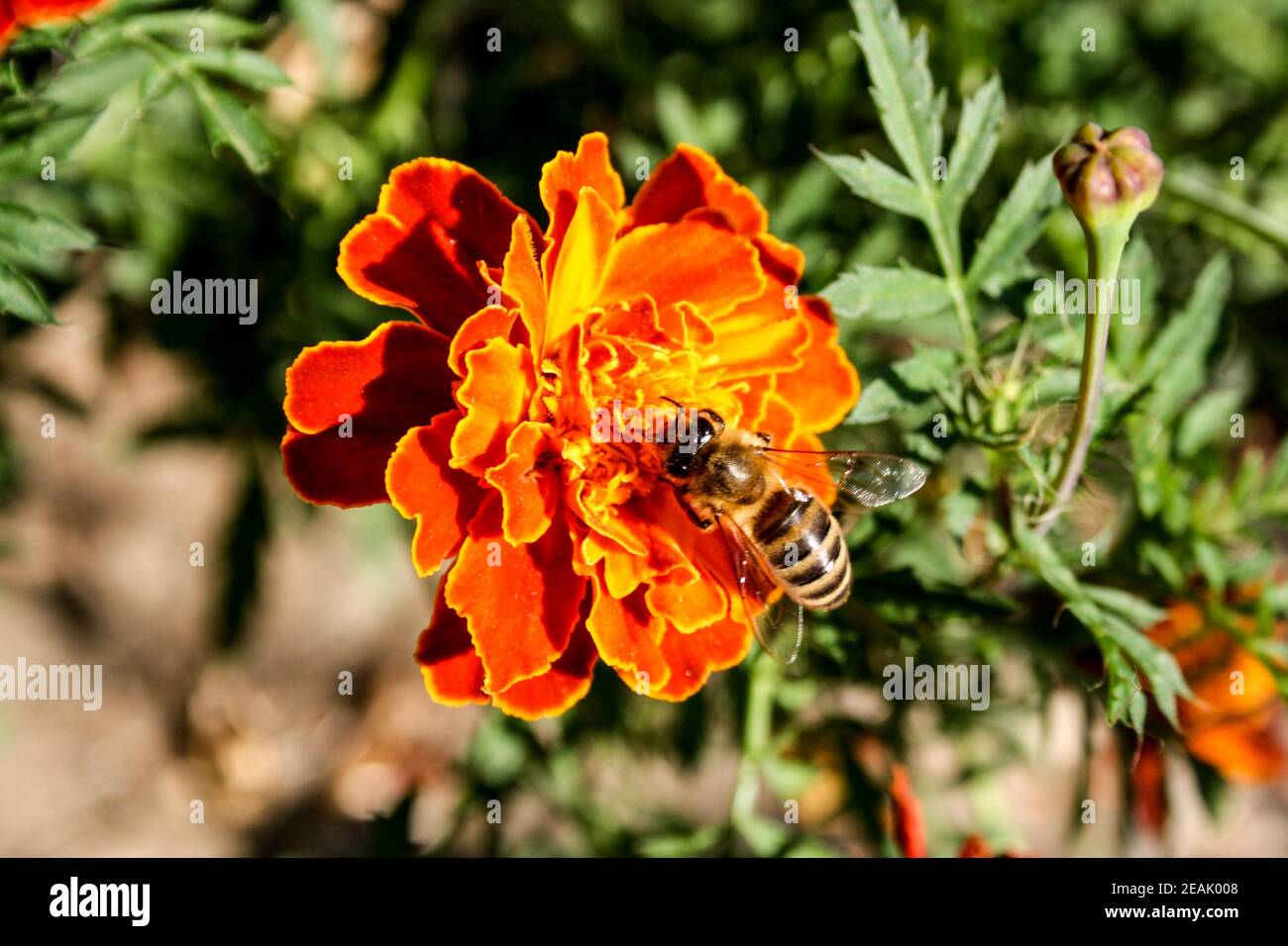 Membrane winged insect hi-res stock photography and images - Alamy