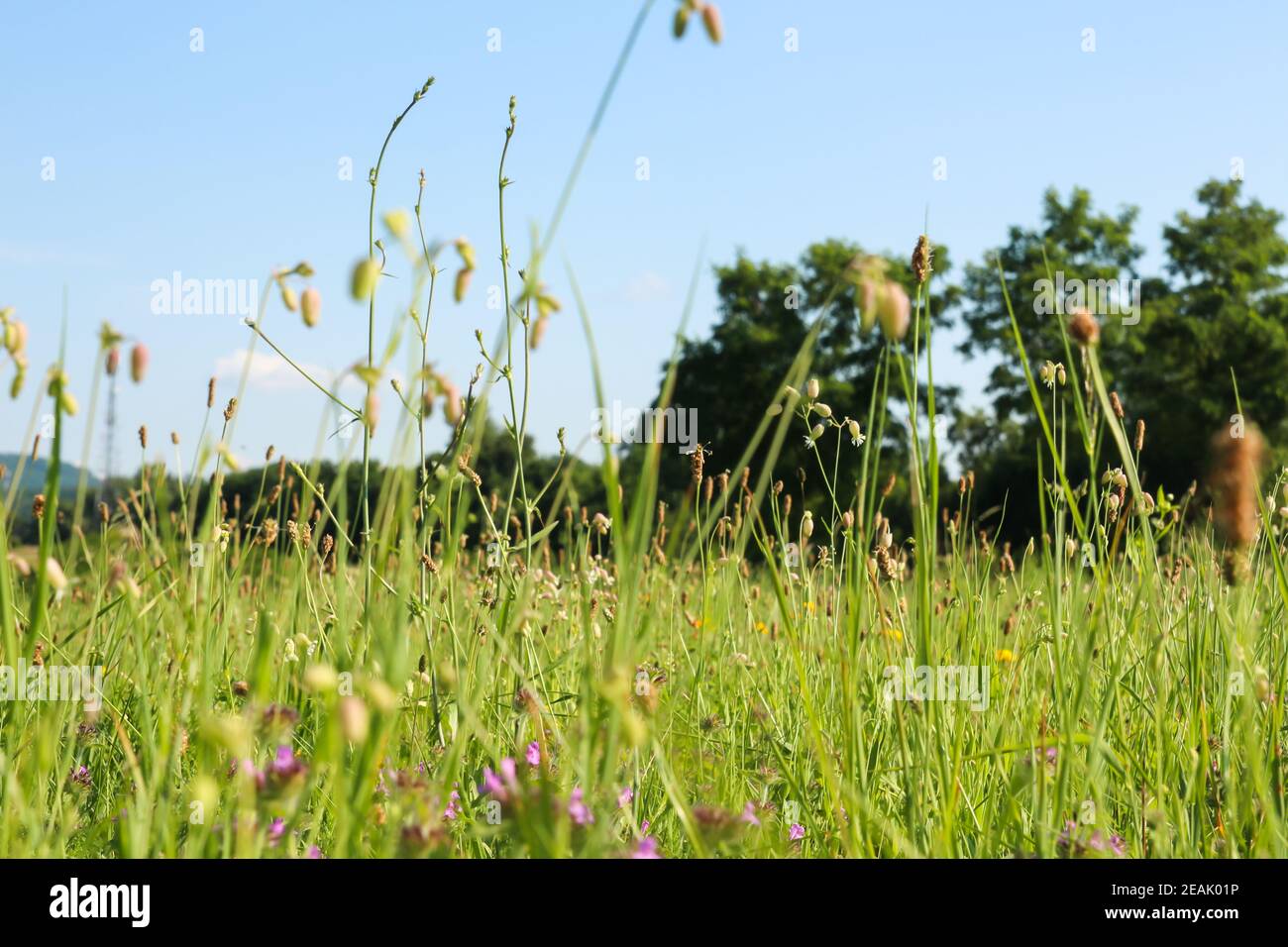 Grassland vegetation hi-res stock photography and images - Alamy
