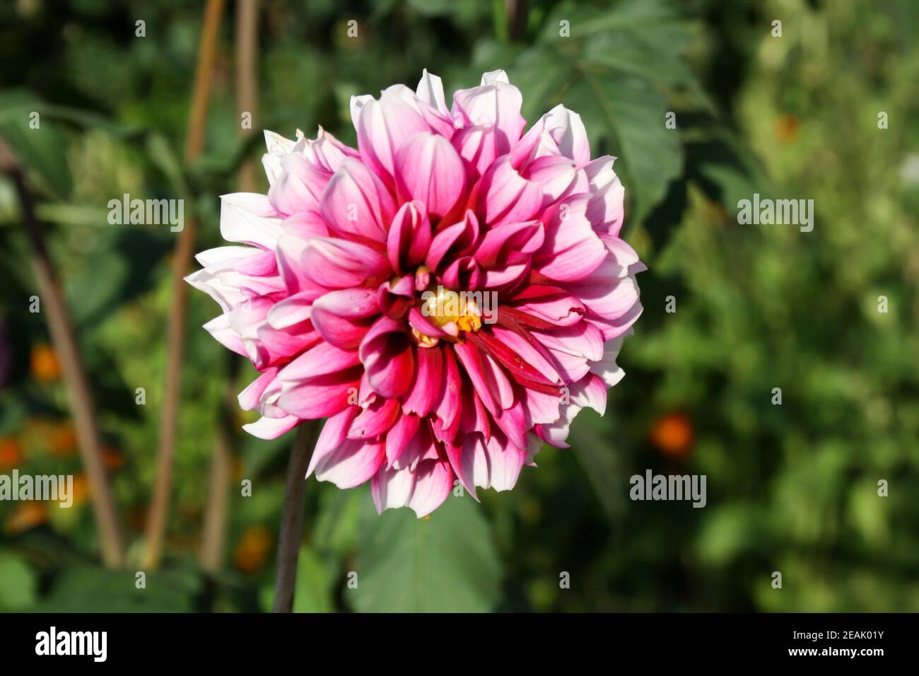 Flower hit by sun - Dahlia flower plant with green background Stock ...