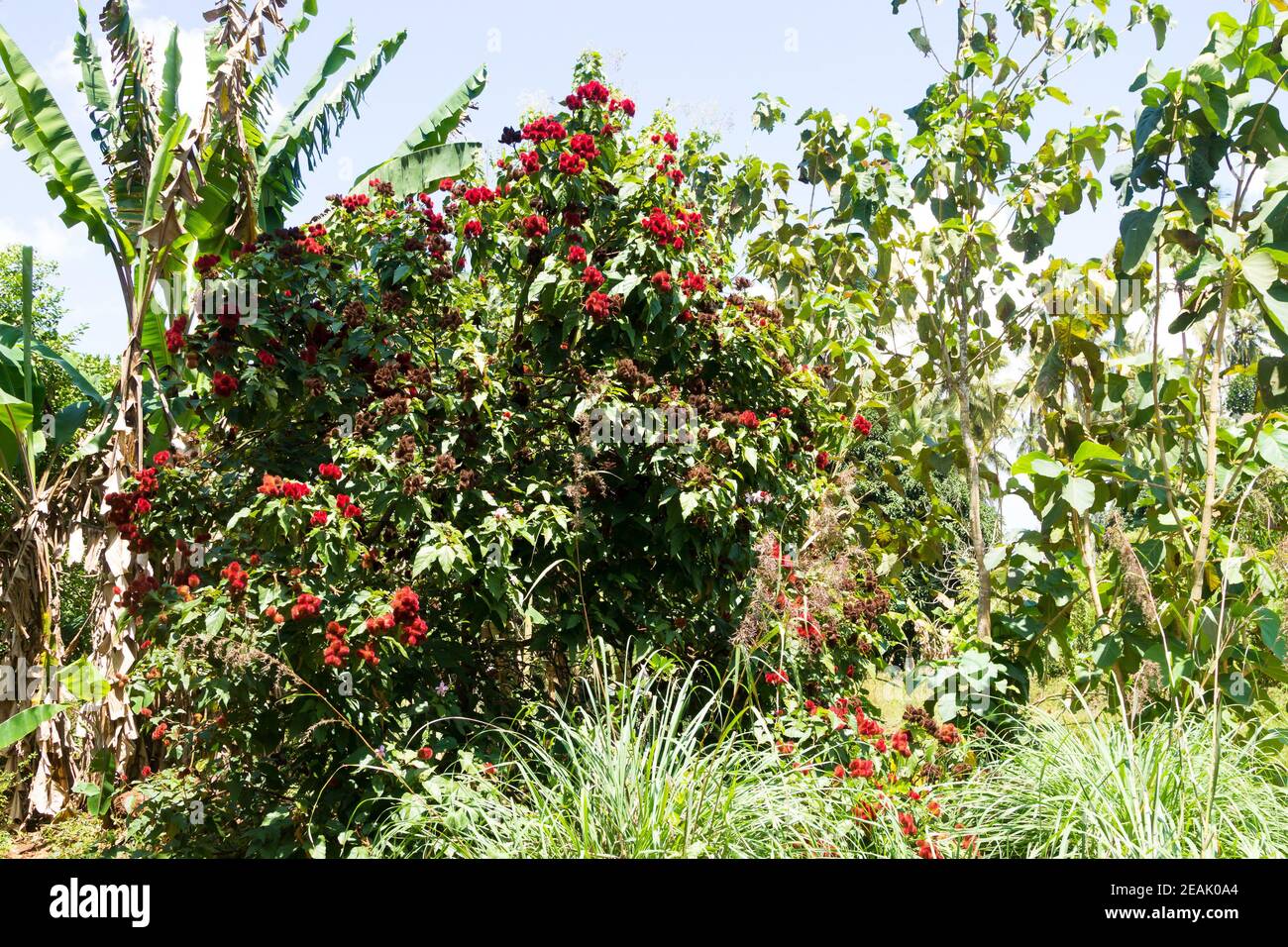 African agriculture hi-res stock photography and images - Alamy