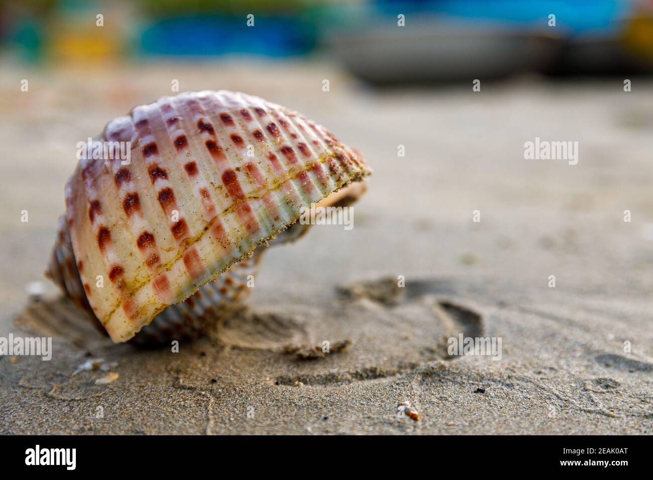 Seashell nature hi-res stock photography and images - Alamy