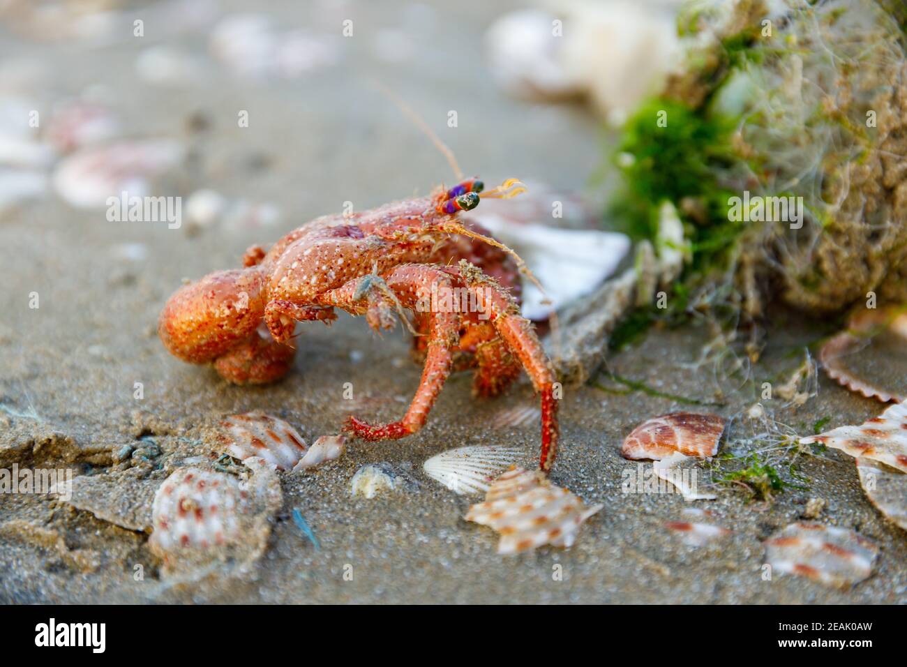 Sea shell crab hi-res stock photography and images - Alamy