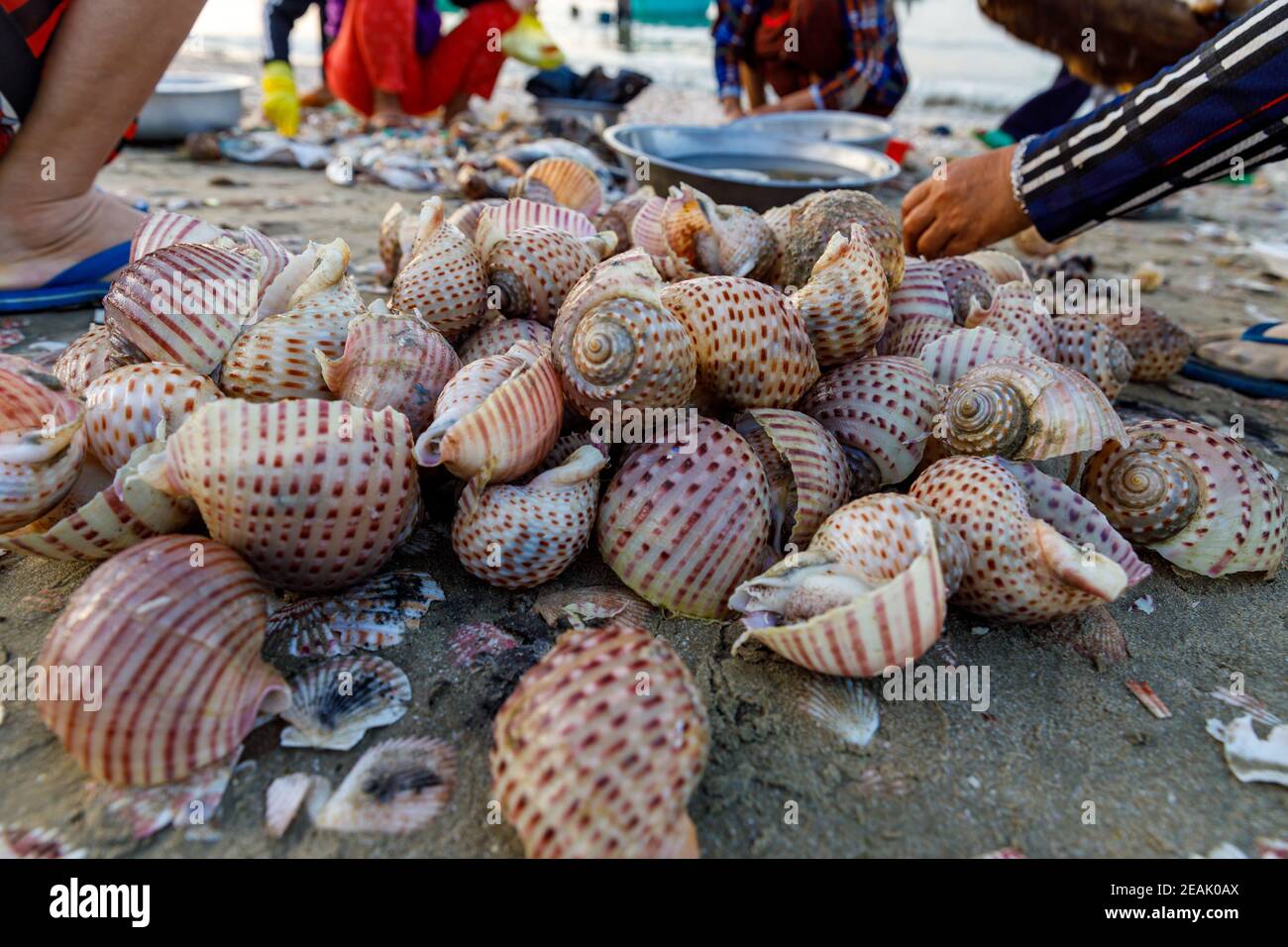 A shell on a beach Stock Photo - Alamy