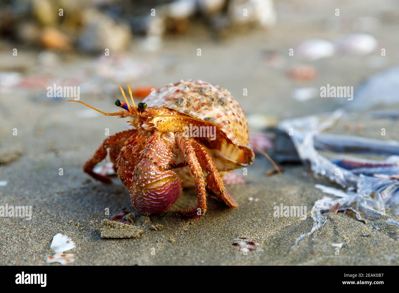 Hermit crab shell beach hi-res stock photography and images - Alamy