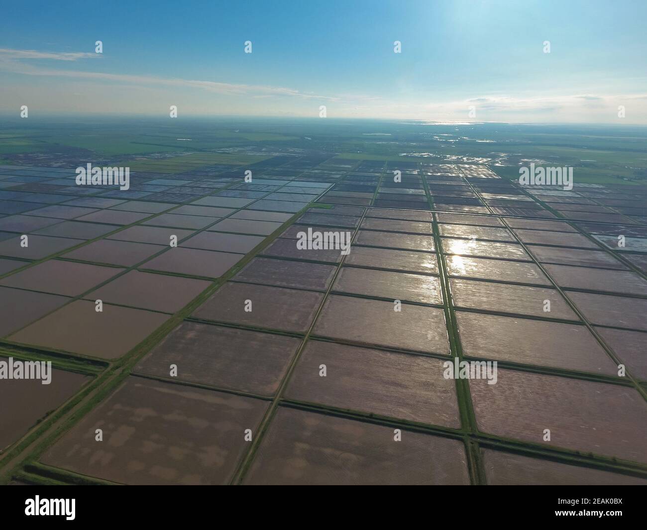 Irrigated rice paddies seedlings hi-res stock photography and images ...