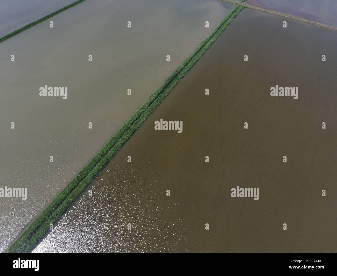 Flooded rice paddies. Agronomic methods of growing rice in the fields ...