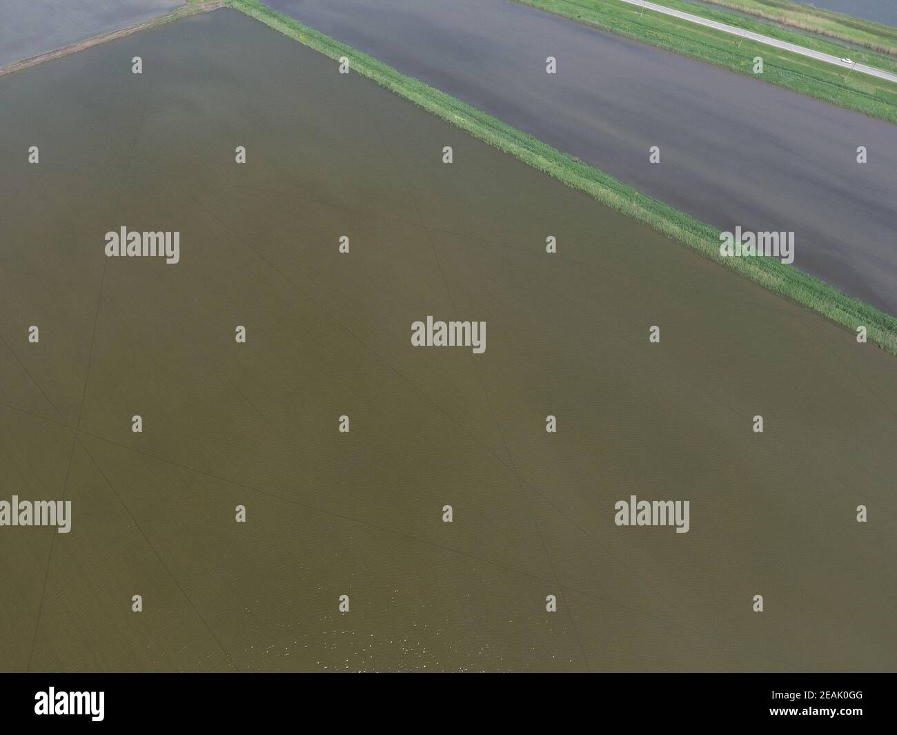 Flooded rice paddies. Agronomic methods of growing rice in the fields ...