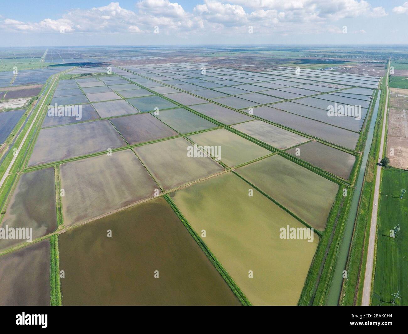 Flooded rice paddies. Agronomic methods of growing rice Stock Photo - Alamy
