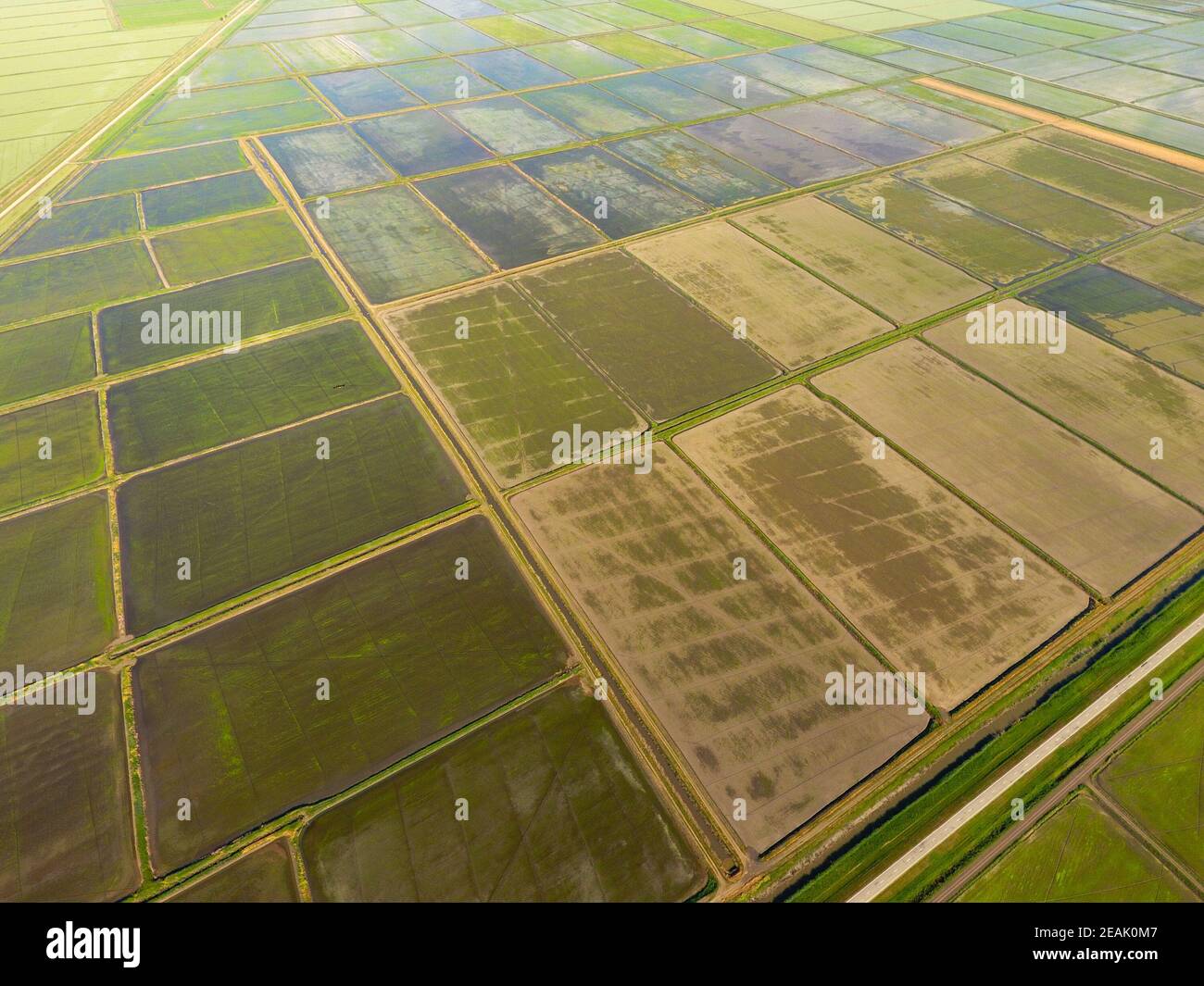 The rice fields are flooded with water. Flooded rice paddies. Agronomic ...