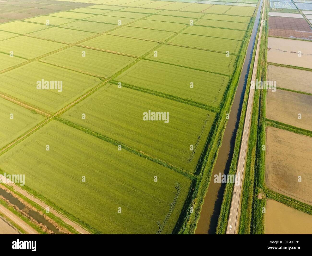 The rice fields are flooded with water. Flooded rice paddies. Agronomic ...