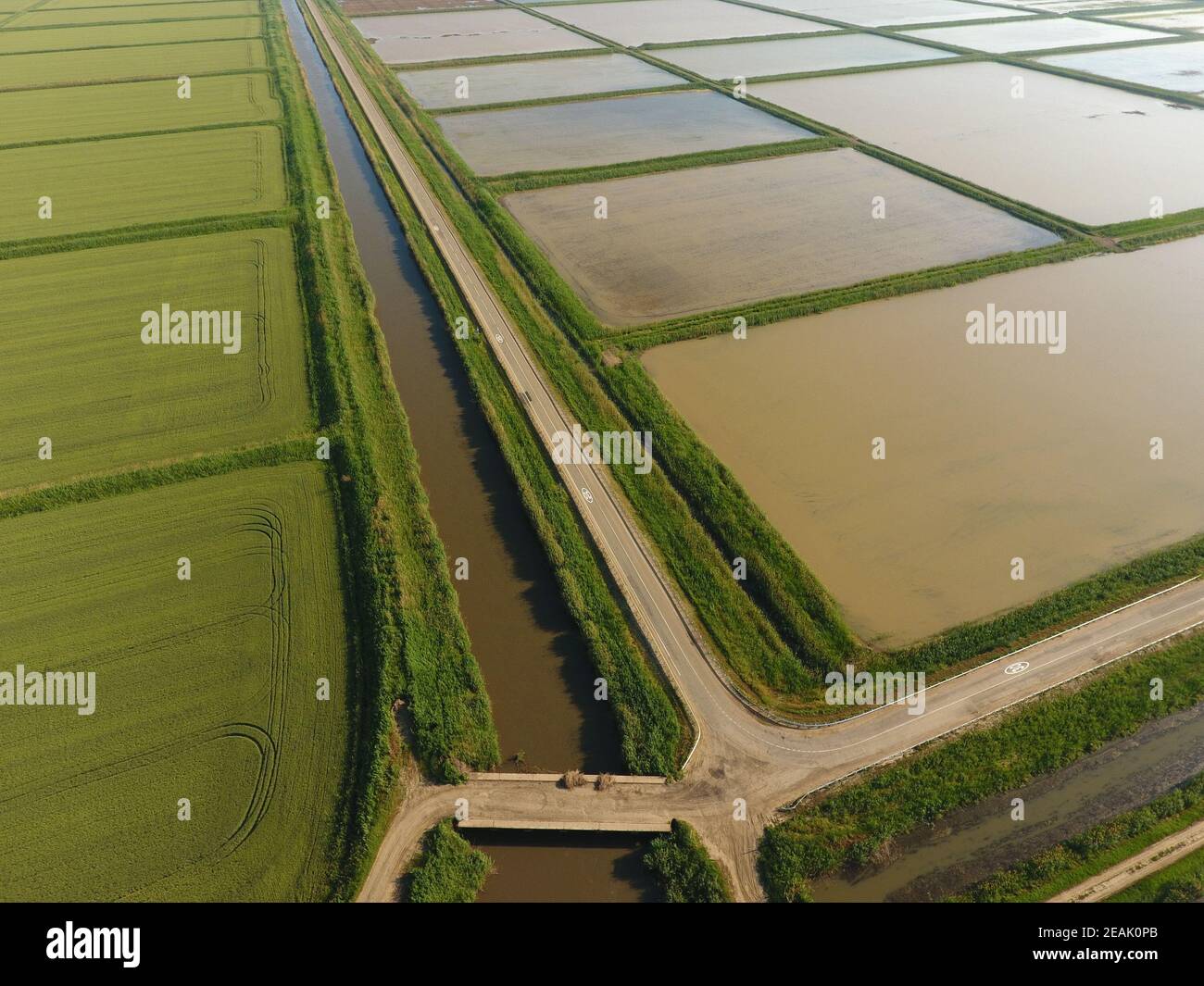 The rice fields are flooded with water. Flooded rice paddies. Agronomic ...