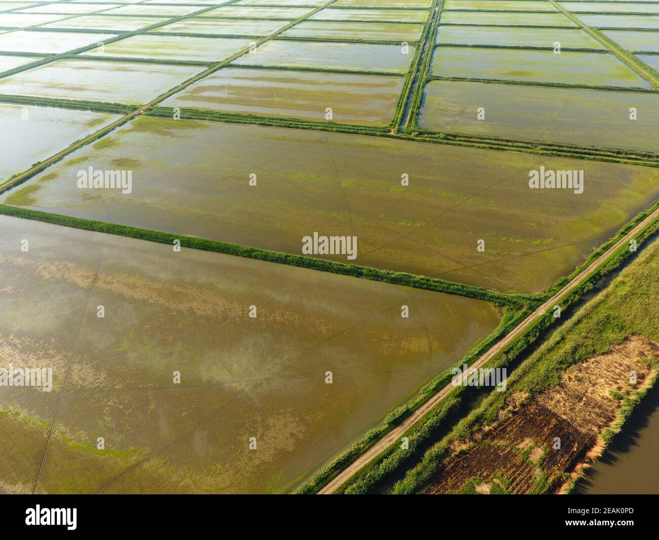 The rice fields are flooded with water. Flooded rice paddies. Agronomic ...