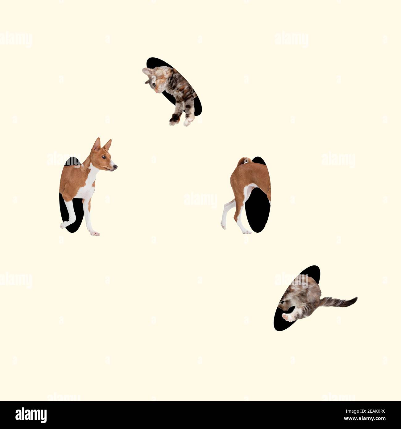 Fun portal. Pretty dog and cat playing divided on yellow background ...