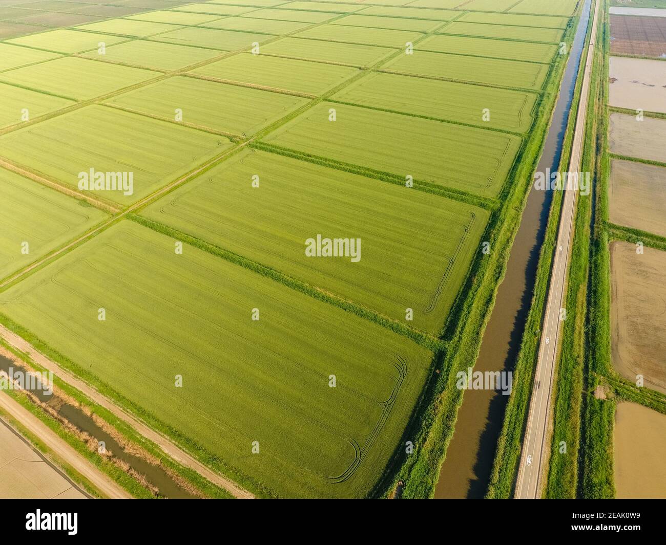 The rice fields are flooded with water. Flooded rice paddies. Agronomic ...