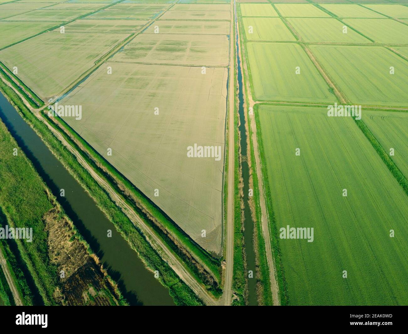 The rice fields are flooded with water. Flooded rice paddies. Agronomic ...