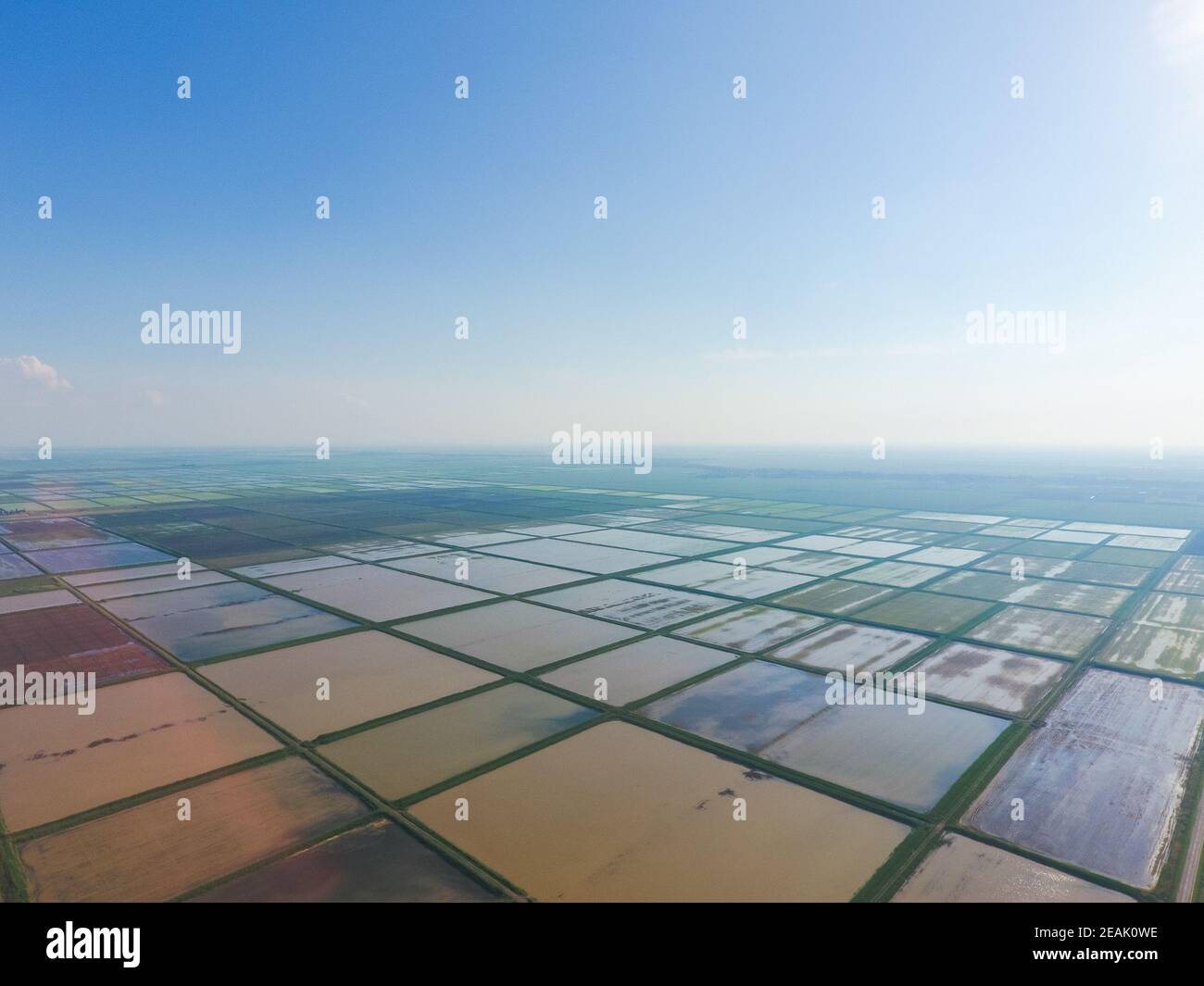 The rice fields are flooded with water. Flooded rice paddies. Agronomic ...