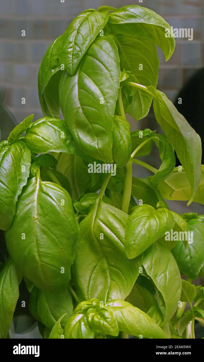 Basil plant hi-res stock photography and images - Alamy