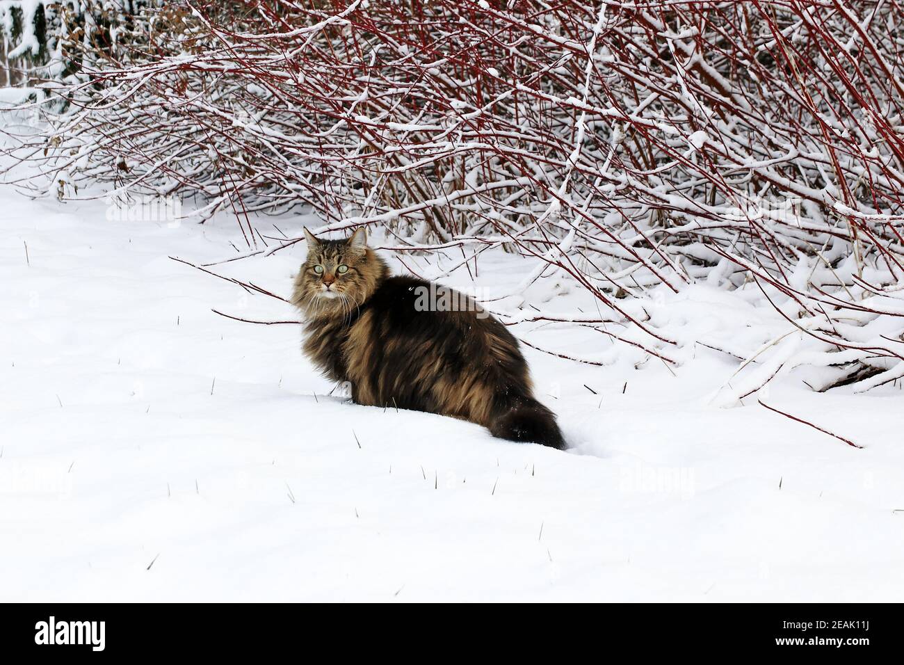 Norwegian forest cat outdoor hi-res stock photography and images - Alamy