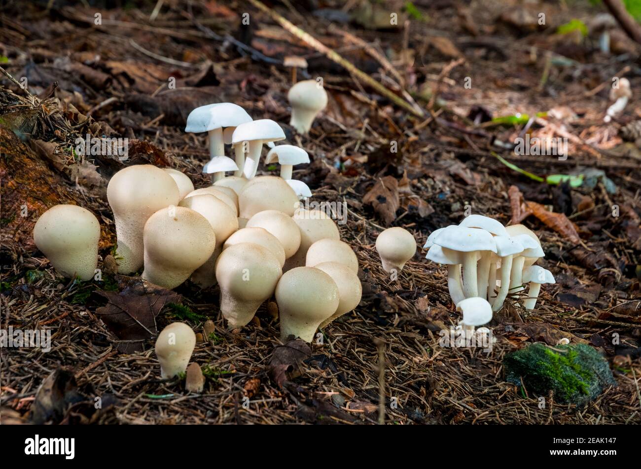 Lyophyllum hi-res stock photography and images - Alamy