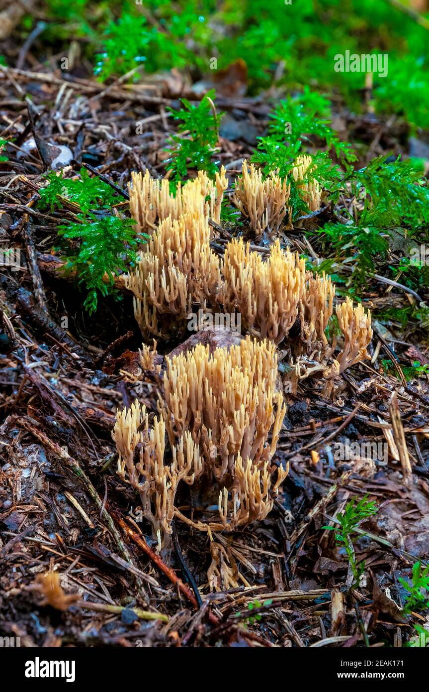 The fruiting bodies of upright coral (Ramaria stricta) growing through ...
