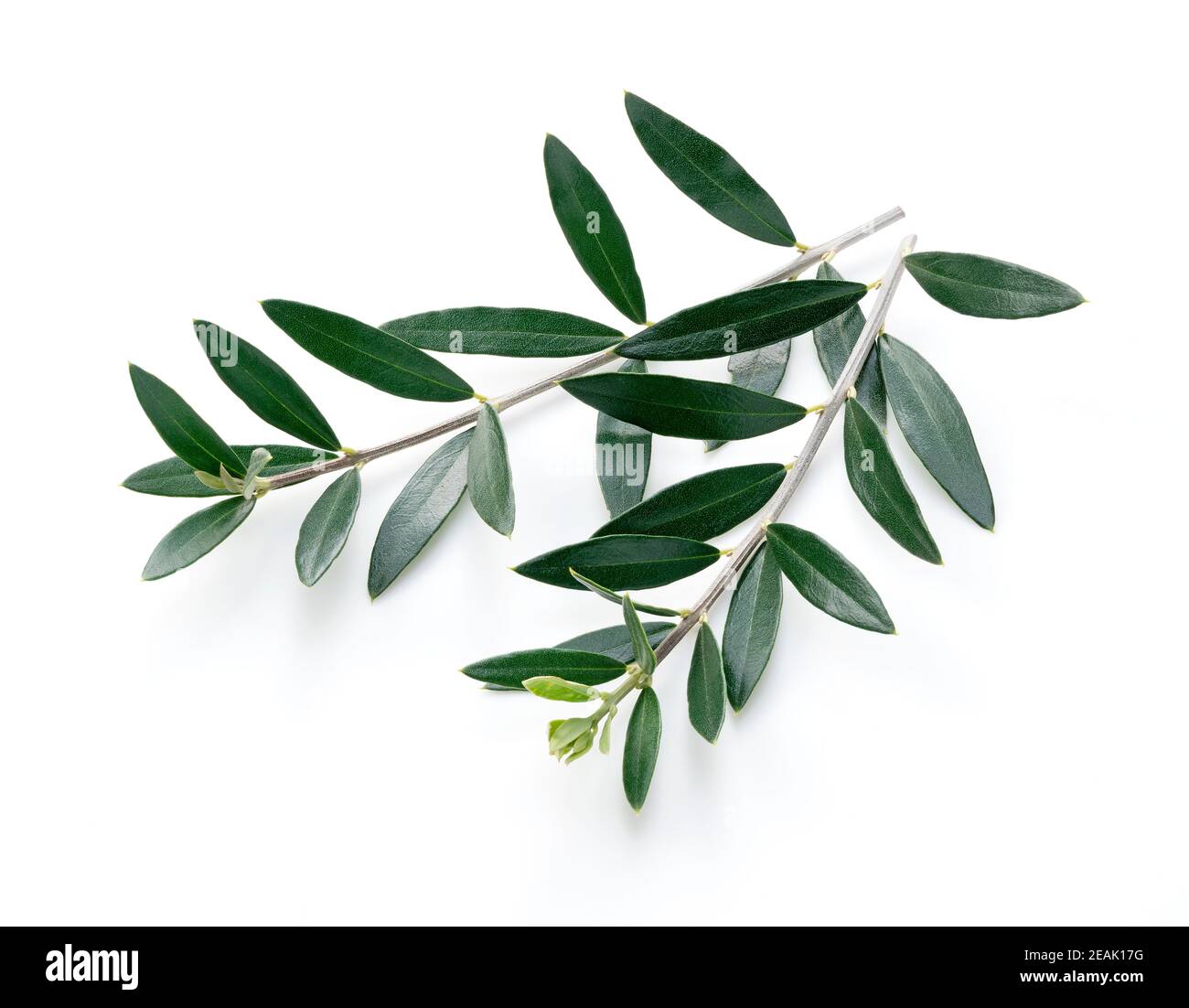 Olive branches placed on a white background Stock Photo - Alamy