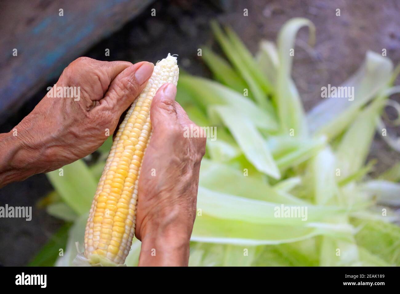 Close-up hands were peeling corn Stock Photo - Alamy