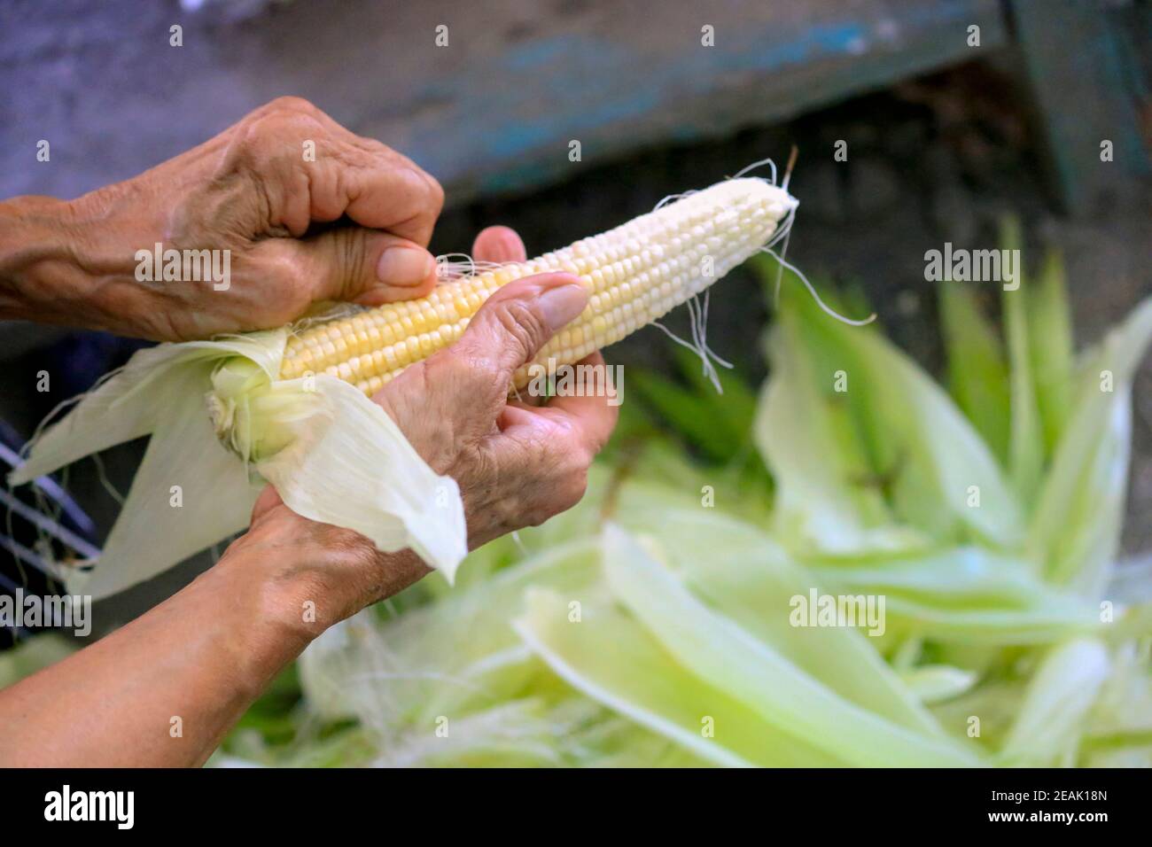 Close-up hands were peeling corn Stock Photo - Alamy