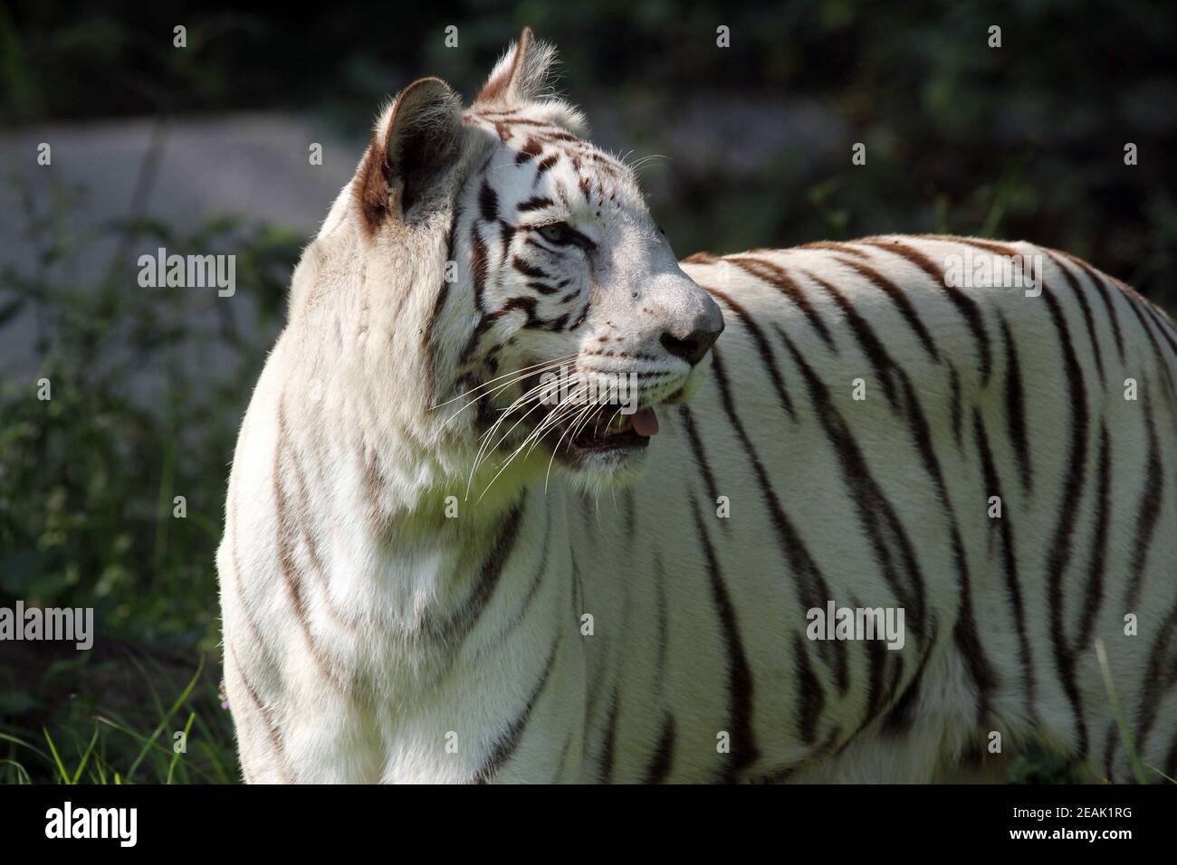 White Bengal tiger Stock Photo - Alamy
