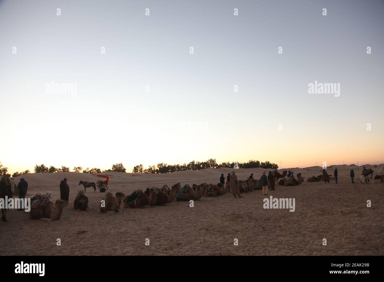 Morning in Sahara desert, Tunisia Stock Photo - Alamy