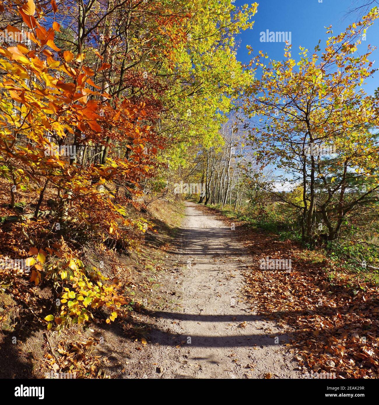 Senne westfalen hi-res stock photography and images - Alamy