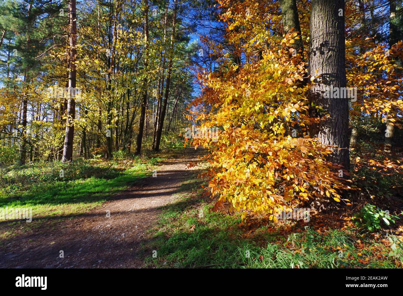 Autumn in Nature Reservat Senne, Oerlinghausen, Eastwestphalia-Lippe ...