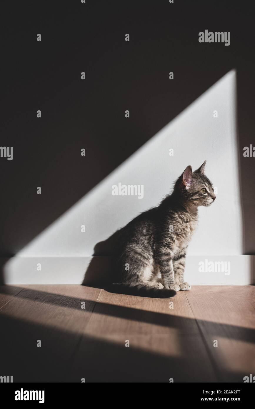 Cute black cat enjoying sun hi-res stock photography and images - Alamy