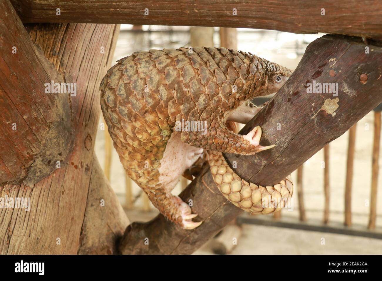 Side view of a Trenggiling walking on the wood. Manis javanica walking ...