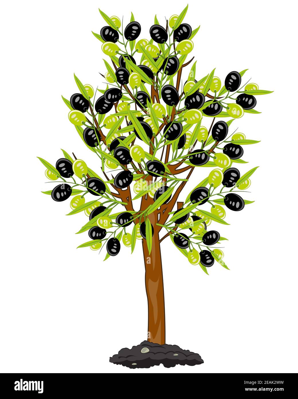 Ripe fruits olive tree Cut Out Stock Images & Pictures - Alamy