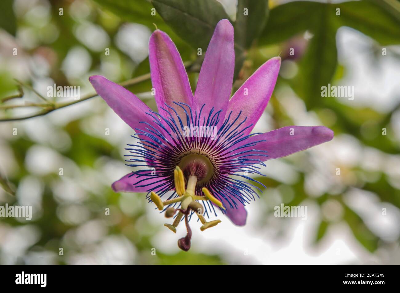 The opened flower of Passionflower Stock Photo - Alamy