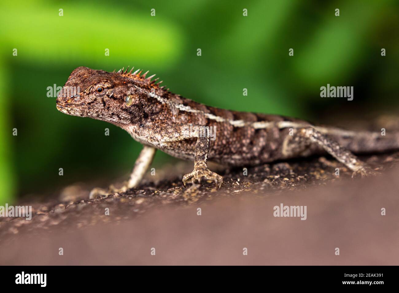 A lizard on a stone Stock Photo - Alamy