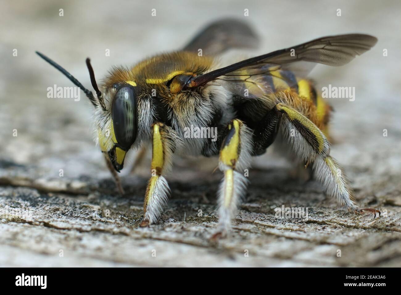 Anthidium species hi-res stock photography and images - Alamy