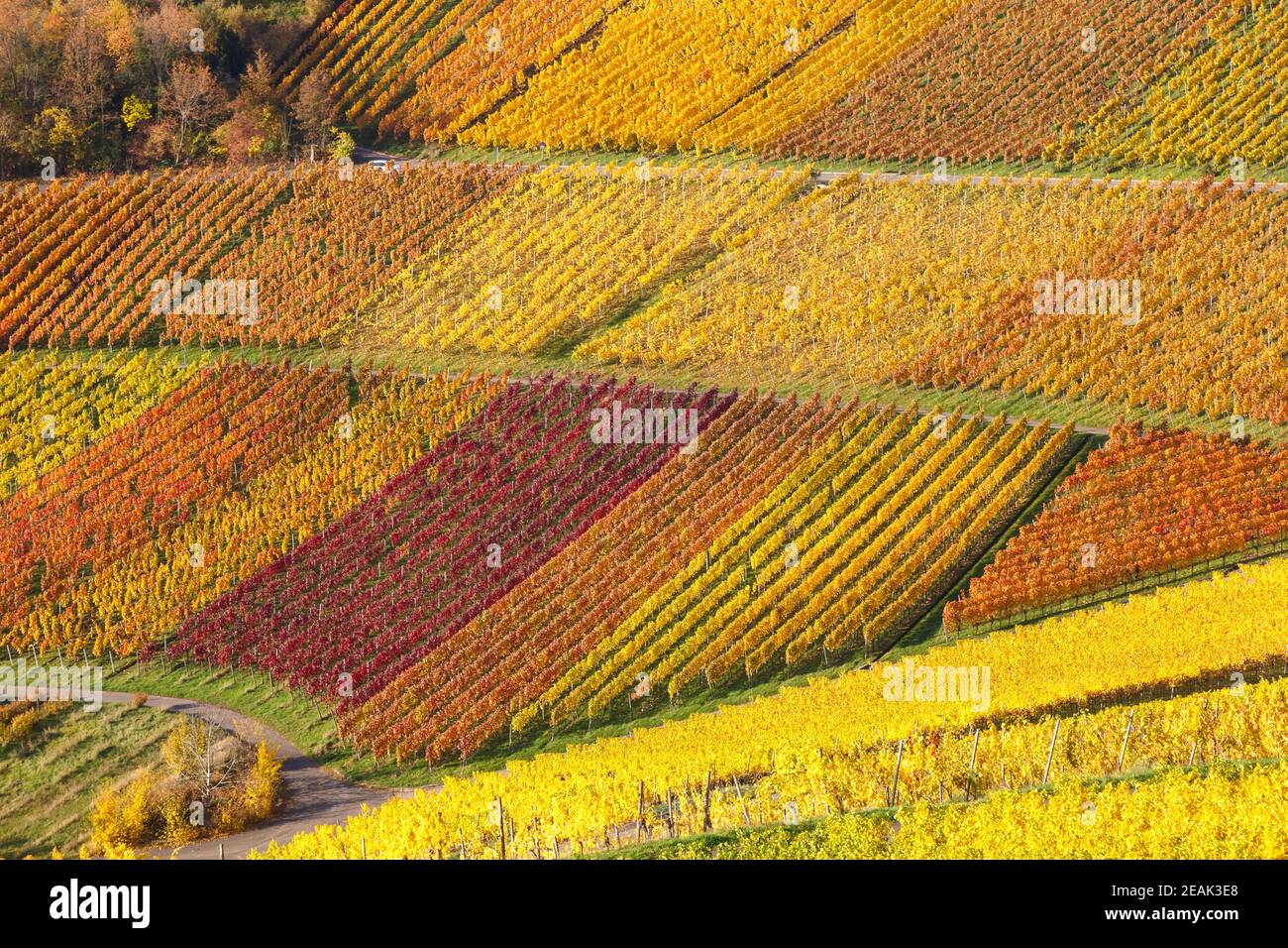 Vineyards in fall hi-res stock photography and images - Alamy