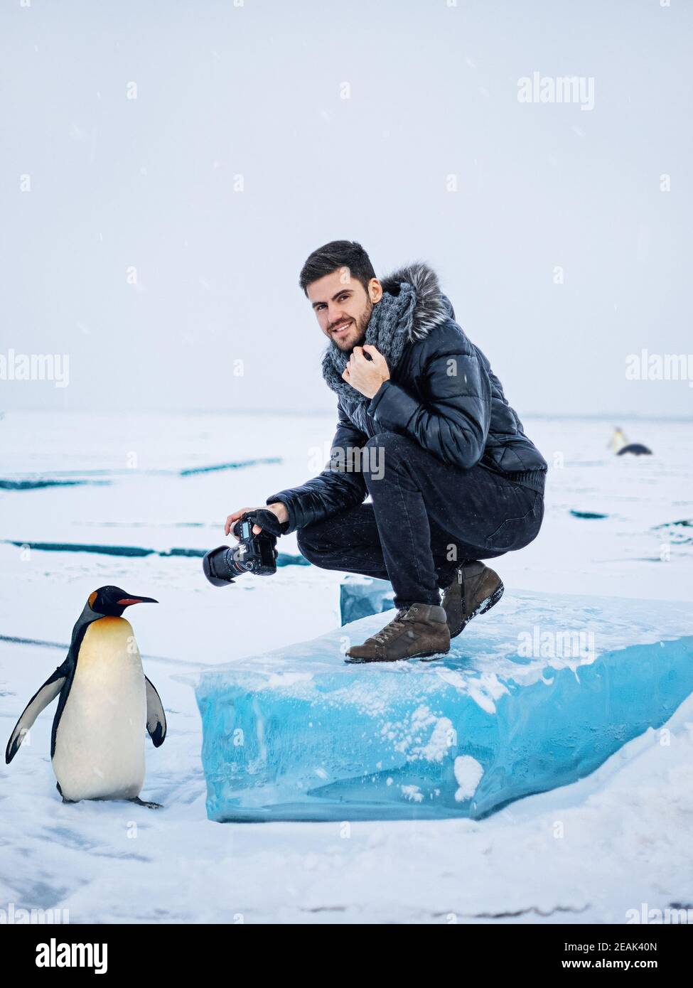 Photographer in the Arctic with photographs of a penguin Stock Photo ...