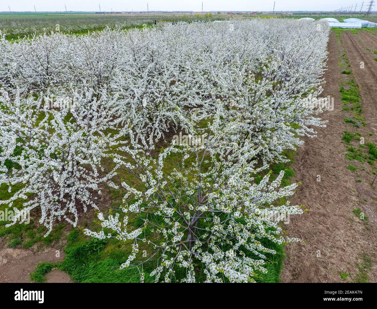 Prunus avium Flowering cherry. Cherry flowers on a tree branch Stock ...