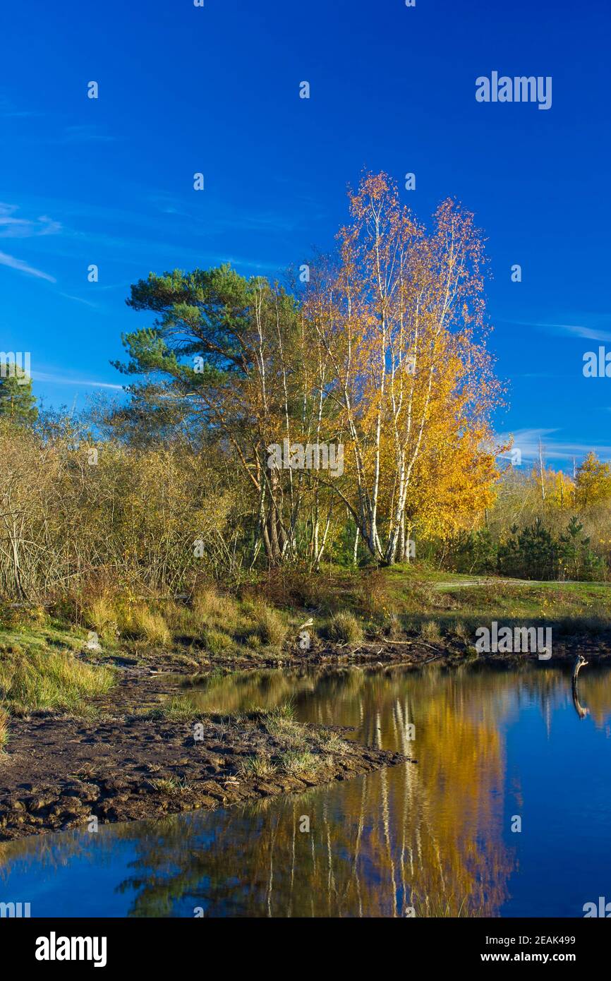 Landscape in the National Park Maasduinen in the Netherlands Stock ...