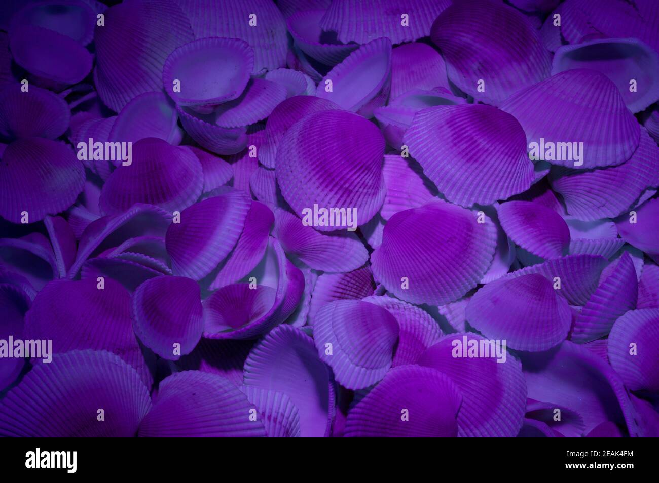 Ultra Violet Sea Shells Stock Photo - Alamy