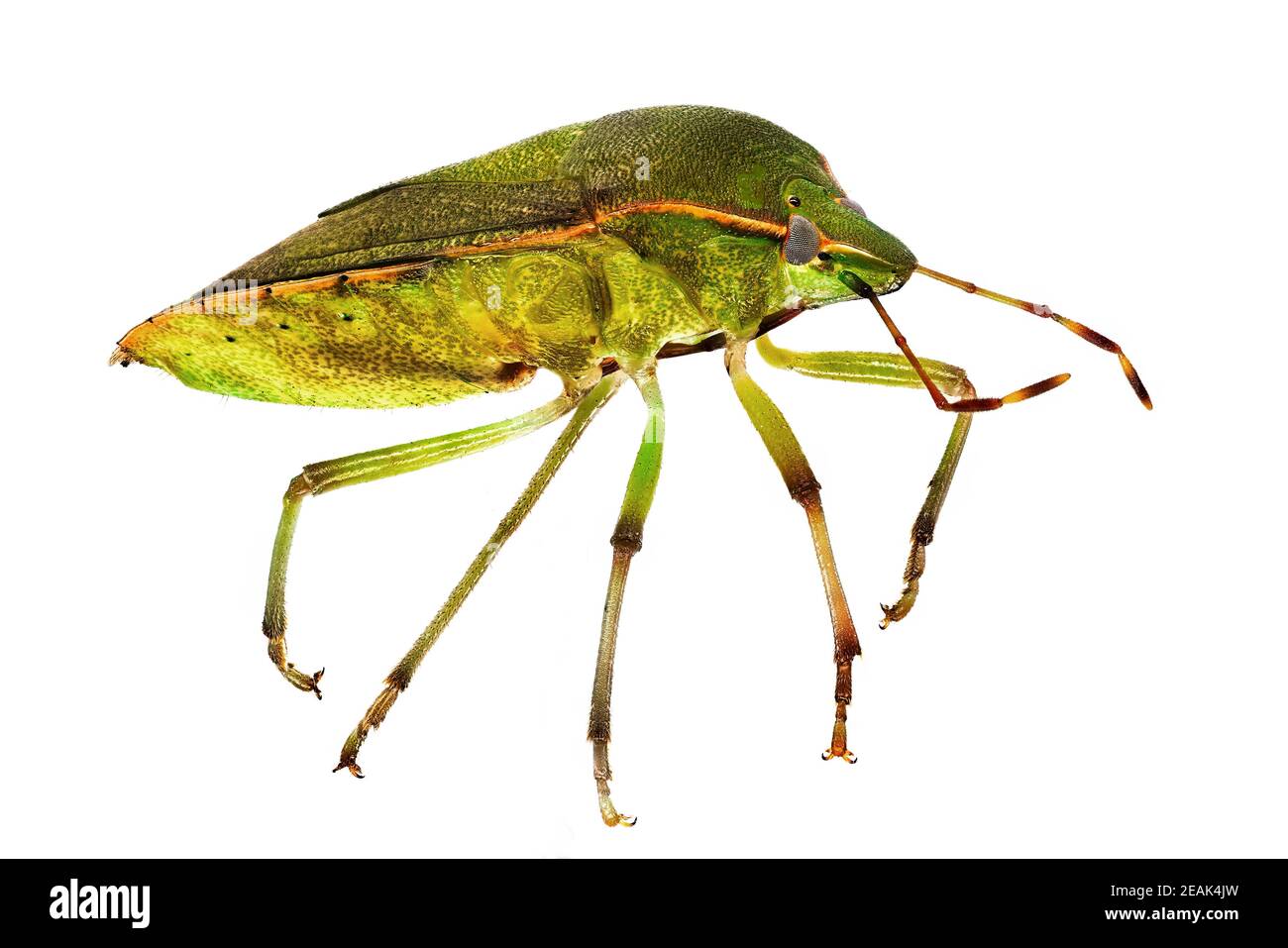 Insect Shield Bug High Resolution Stock Photography and Images - Alamy