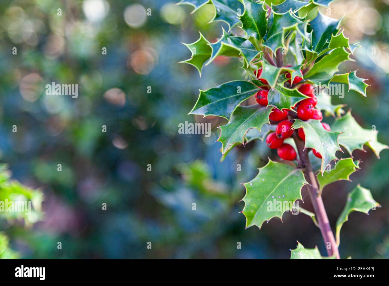 Mistletoe bushes hi-res stock photography and images - Alamy