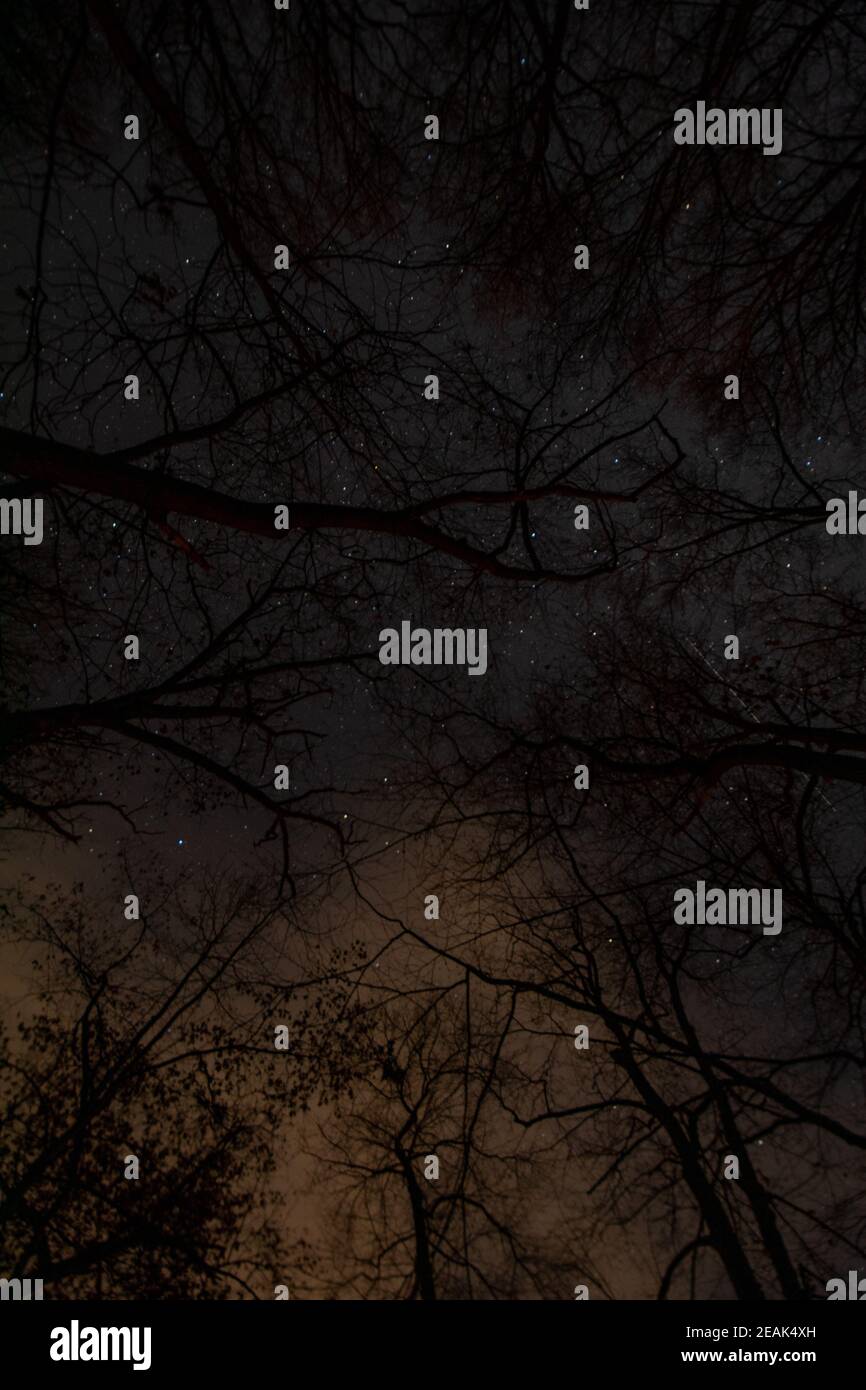 Looking Up Through Trees at a Starry Night Sky Stock Photo - Alamy