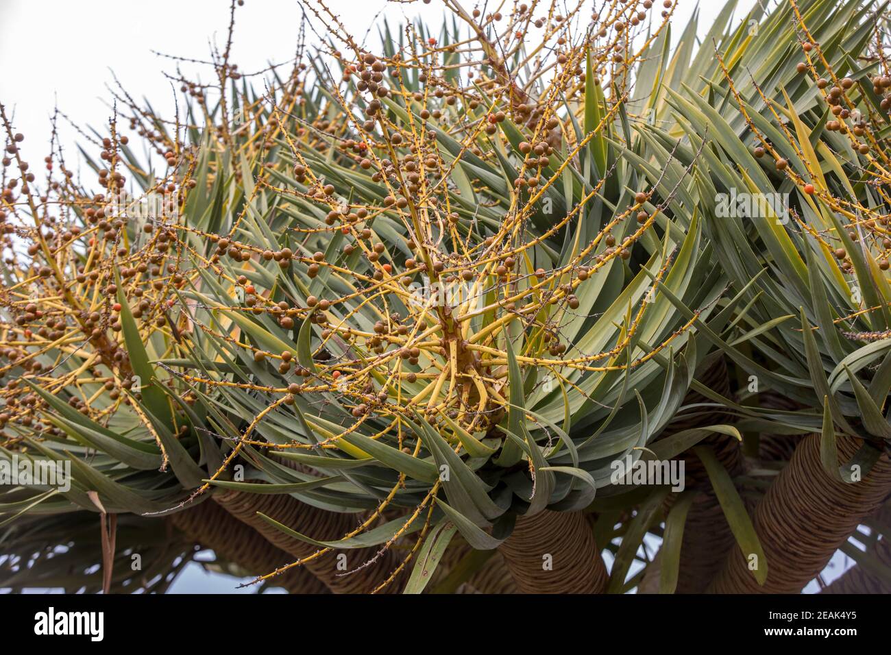Dragon fruit tree hi-res stock photography and images - Alamy