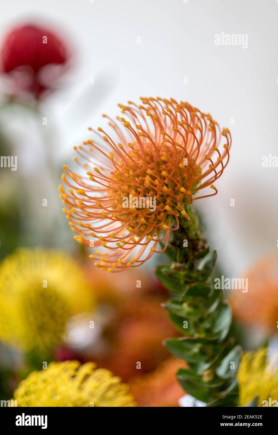 Native plant of madeira hi-res stock photography and images - Alamy