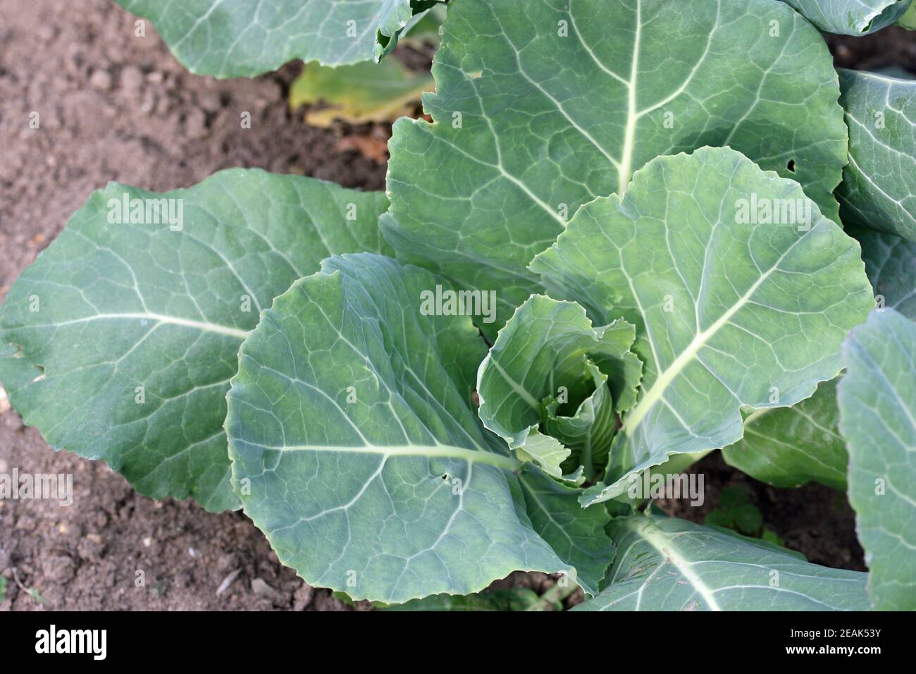 Cabbage growing in soil Stock Photo - Alamy