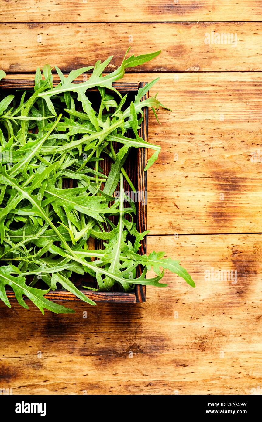 Rucola leaf hi-res stock photography and images - Alamy