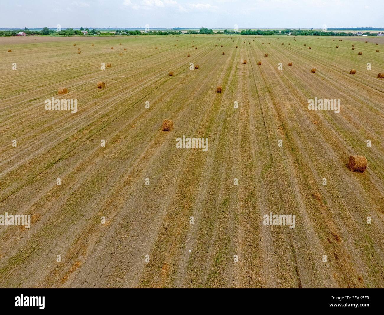 Bales of hay in the field. Harvesting hay for livestock feed. Landscape ...